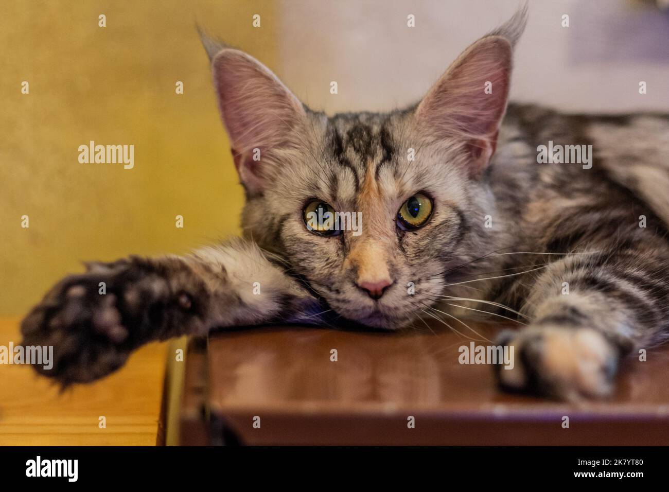 Portrait of a young Maine Coon cat Stock Photo - Alamy