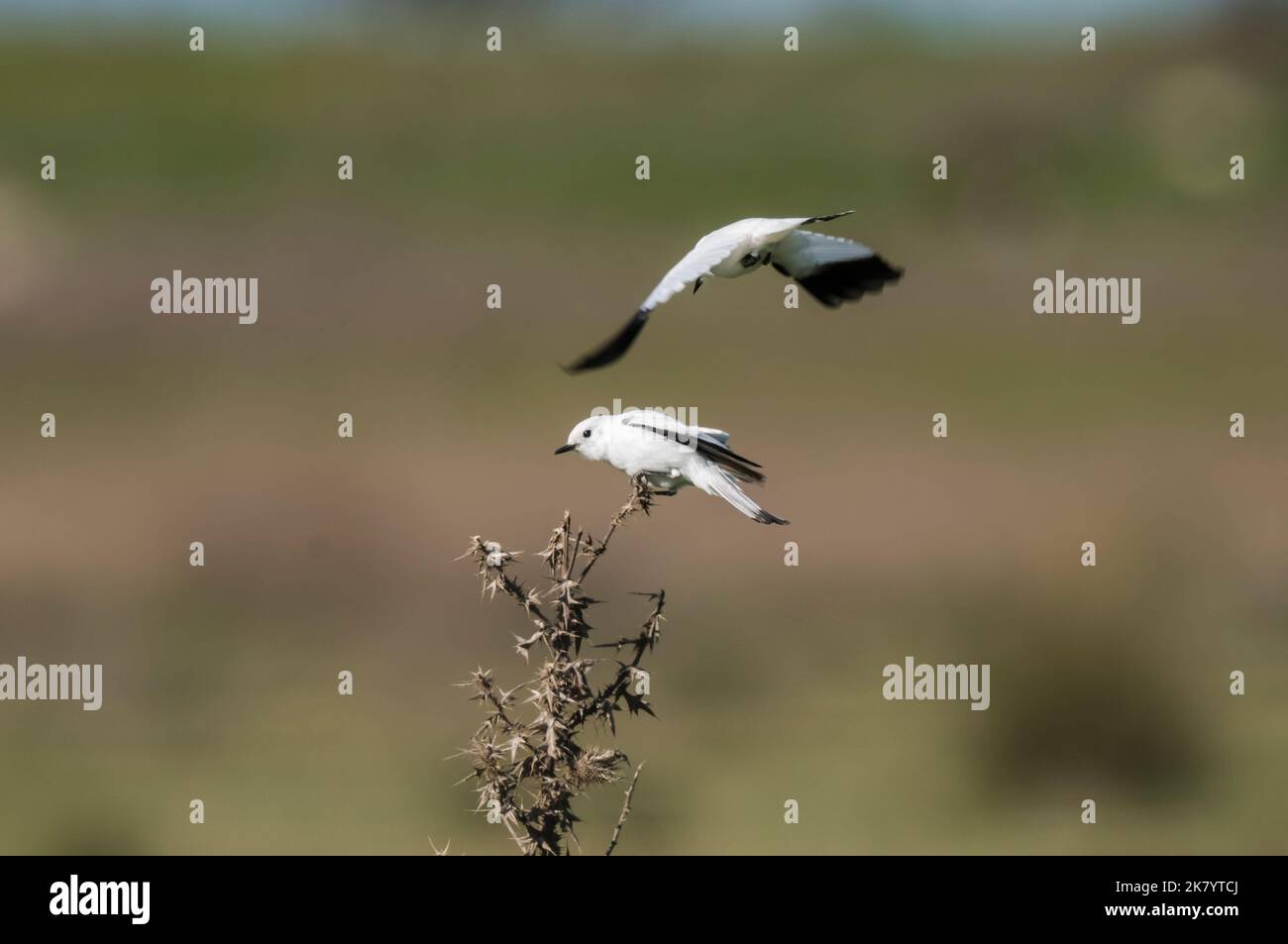 White monjita,xolmis dominicana.South America Stock Photo - Alamy