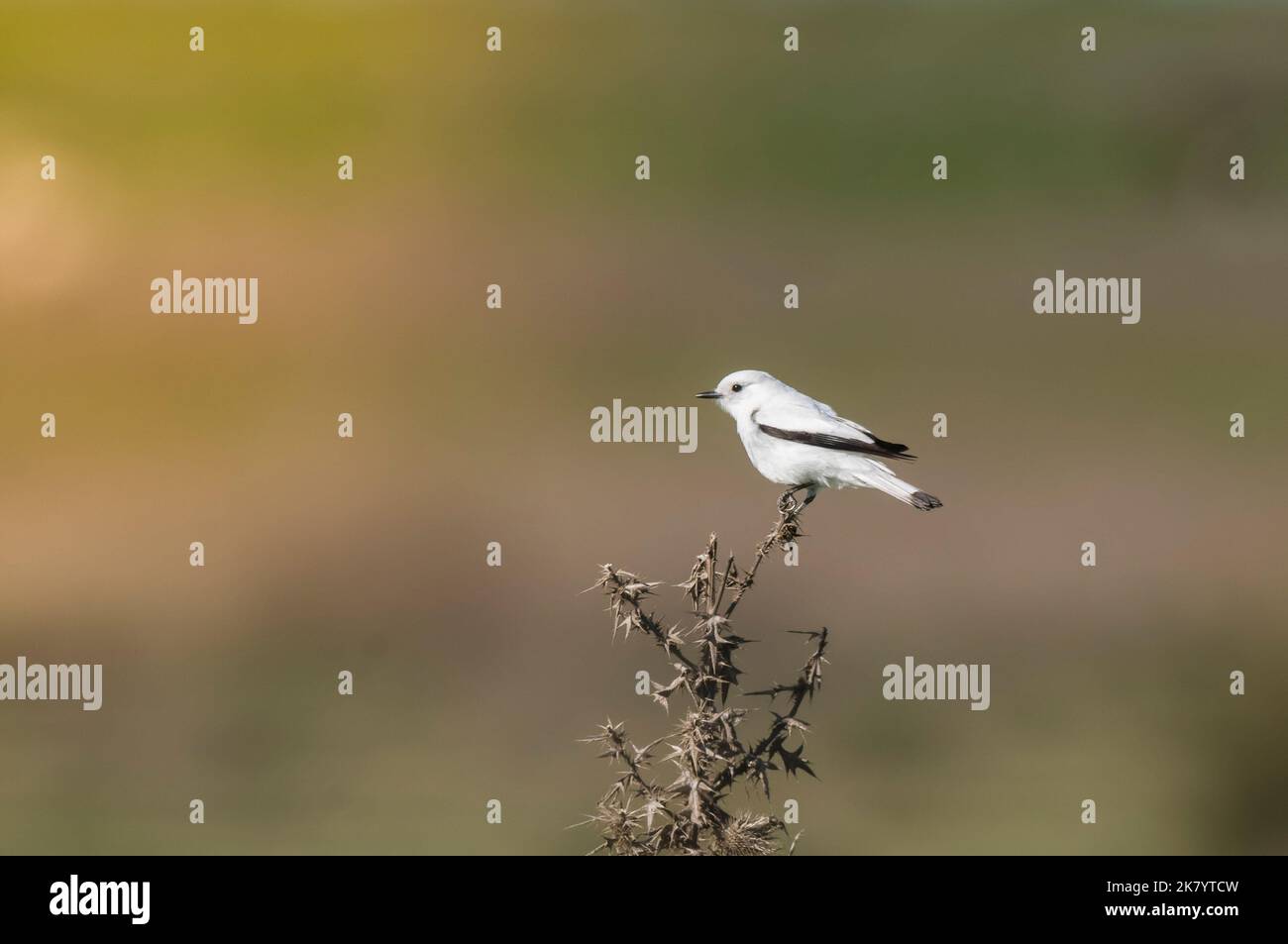 White monjita,xolmis dominicana.South America Stock Photo - Alamy