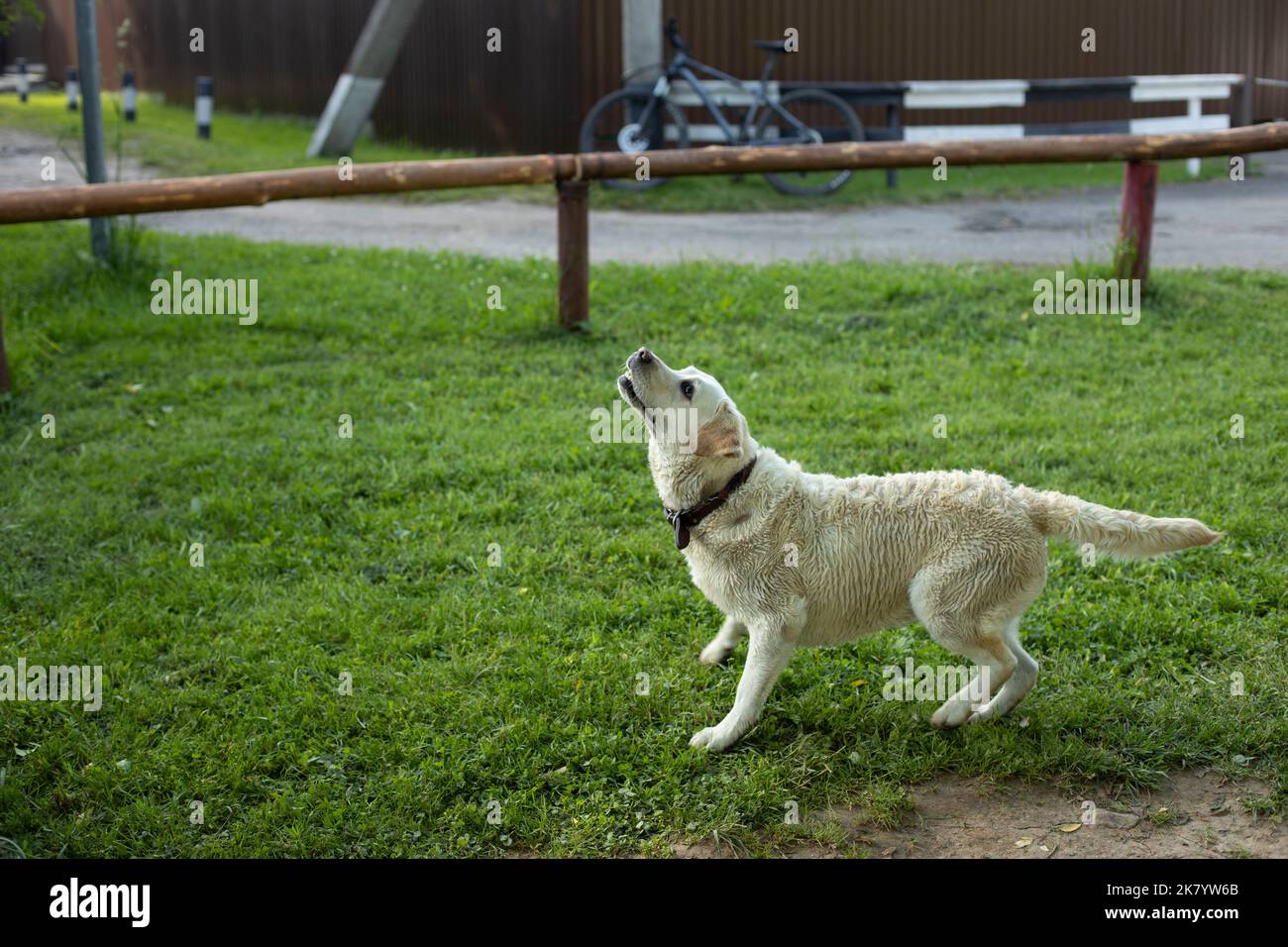 White Labrador in summer. Pet on walk. Animal on hot day. White coat ...