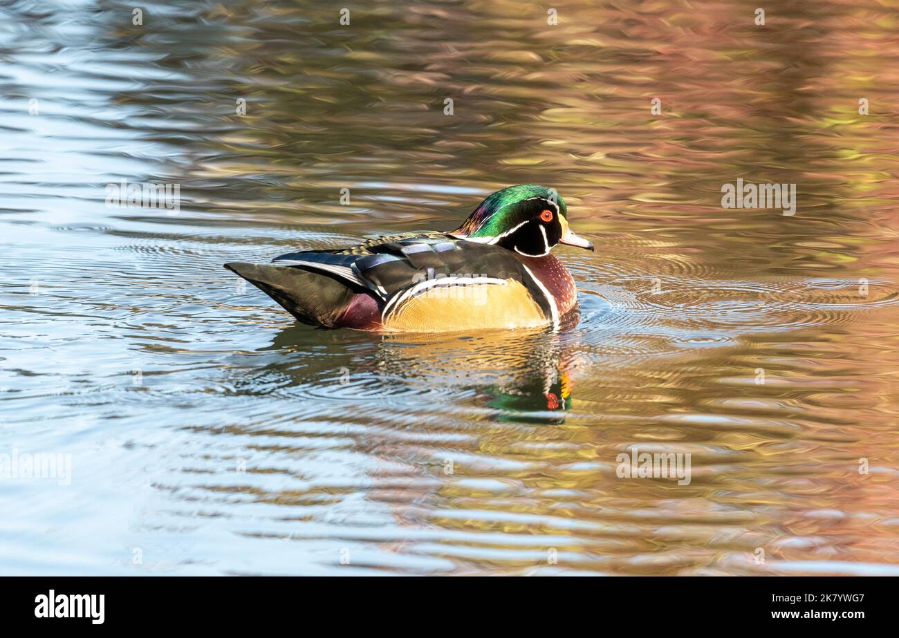 Alberta duck hi-res stock photography and images - Alamy
