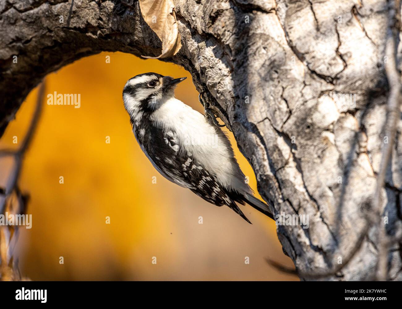 Downy woodpecker (Picoides pubescens) Carburn Park, Calgary, Alberta ...