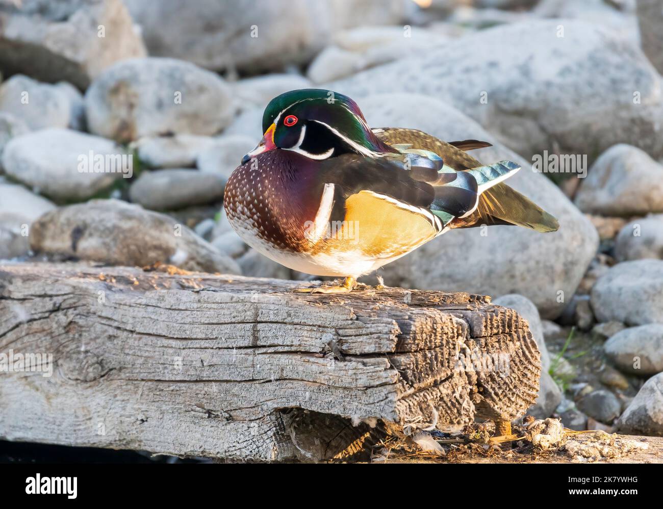 Wood duck (Aix sponsa), Inglewood Bird Sanctuary, Calgary, Alberta ...