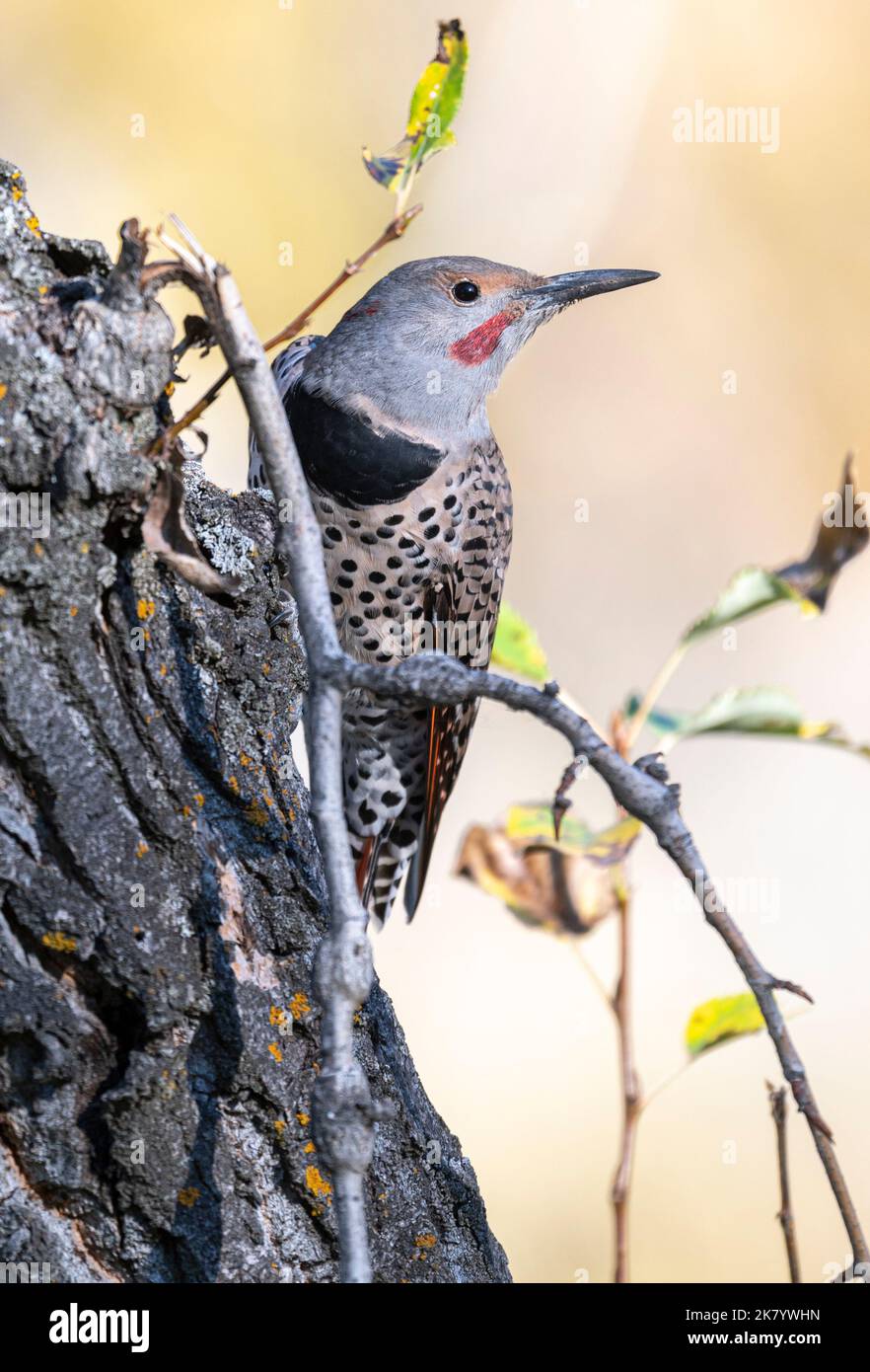 Northern flicker (Colaptes auratus), Inglewood Bird Sanctuary, Calgary ...