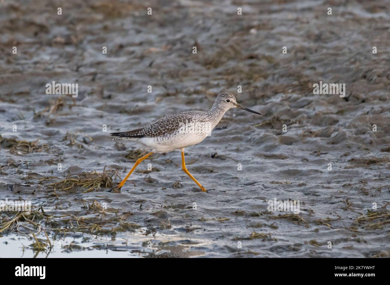 Greater yellowlegs (Tringa melanoleuca), McElroy Slough, Chestermere ...