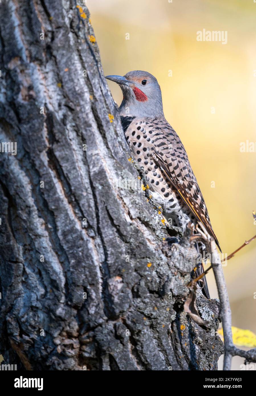 Northern flicker (Colaptes auratus), Inglewood Bird Sanctuary, Calgary ...