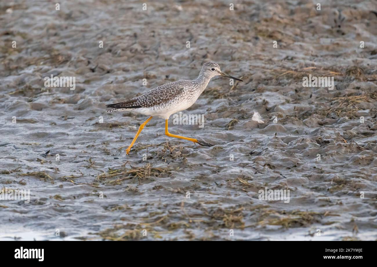 Greater yellowlegs (Tringa melanoleuca), McElroy Slough, Chestermere ...