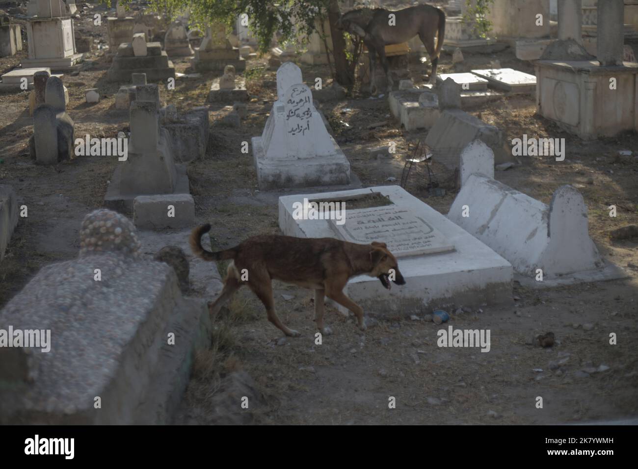 Sheikh shaaban cemetery hi-res stock photography and images - Alamy