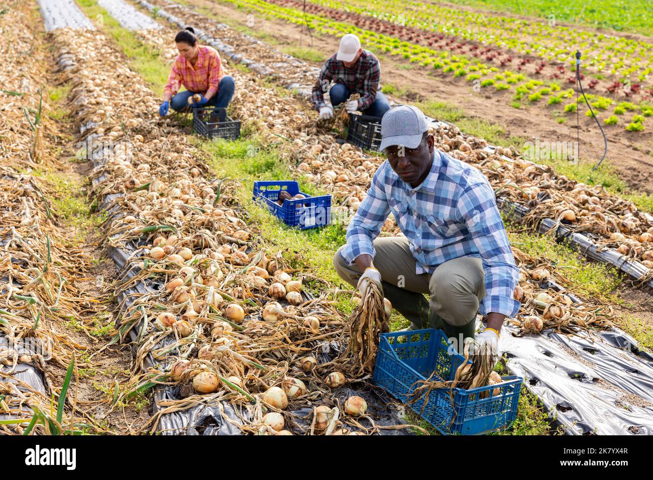 Man harvesting onion on plantation Stock Photo - Alamy