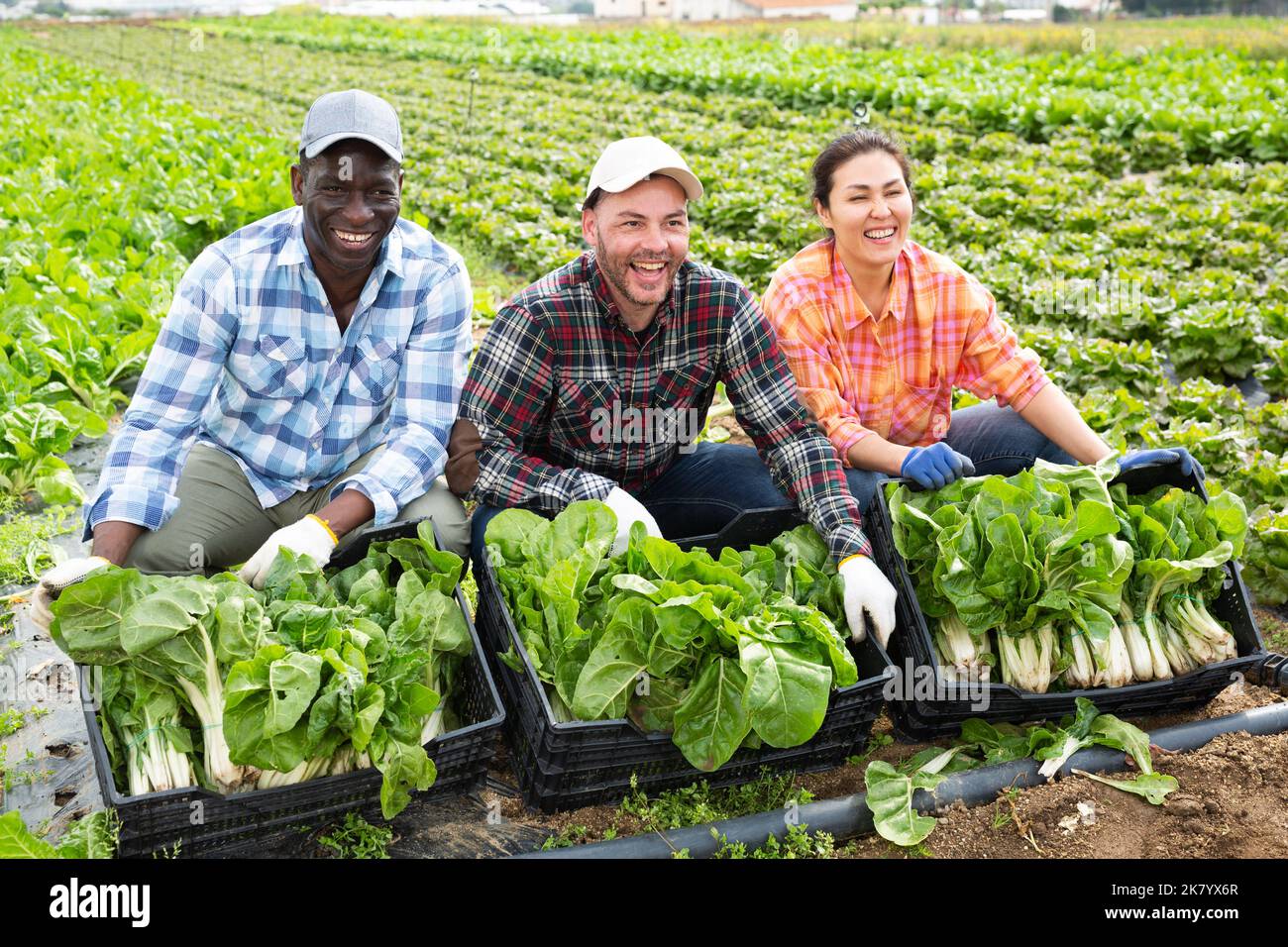 Proud farmers posing on leaf vegetables field Stock Photo - Alamy