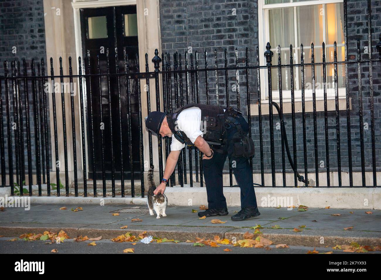 Larry the cat at number 10 hi-res stock photography and images - Alamy