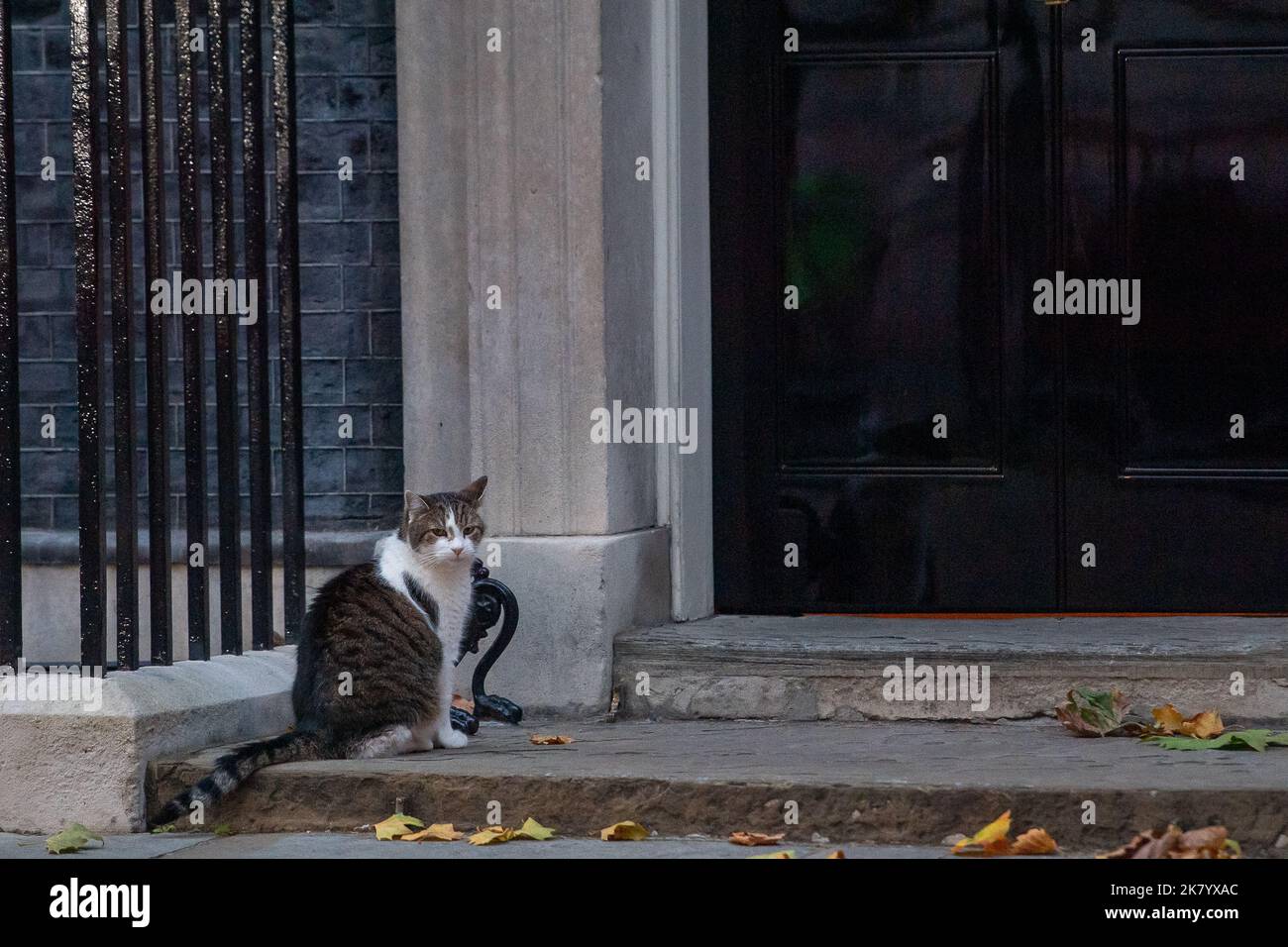 Westminster, London, UK. 19th October, 2022. Larry the Cat sits on the ...
