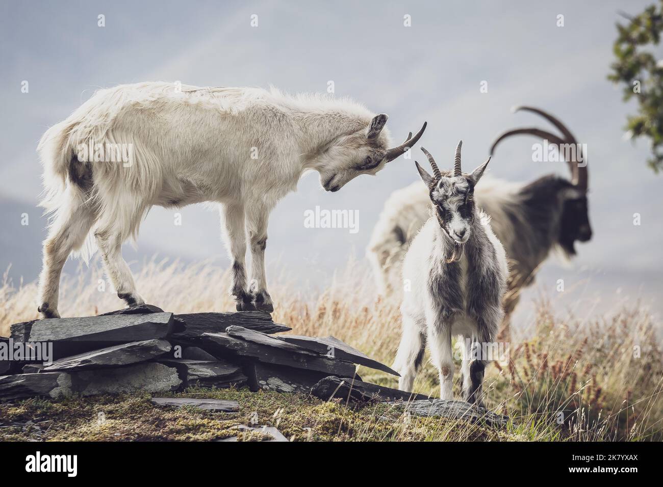 Snowdonia goats hi-res stock photography and images - Alamy