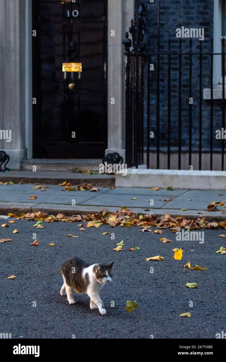 The number 10 cat hi-res stock photography and images - Alamy