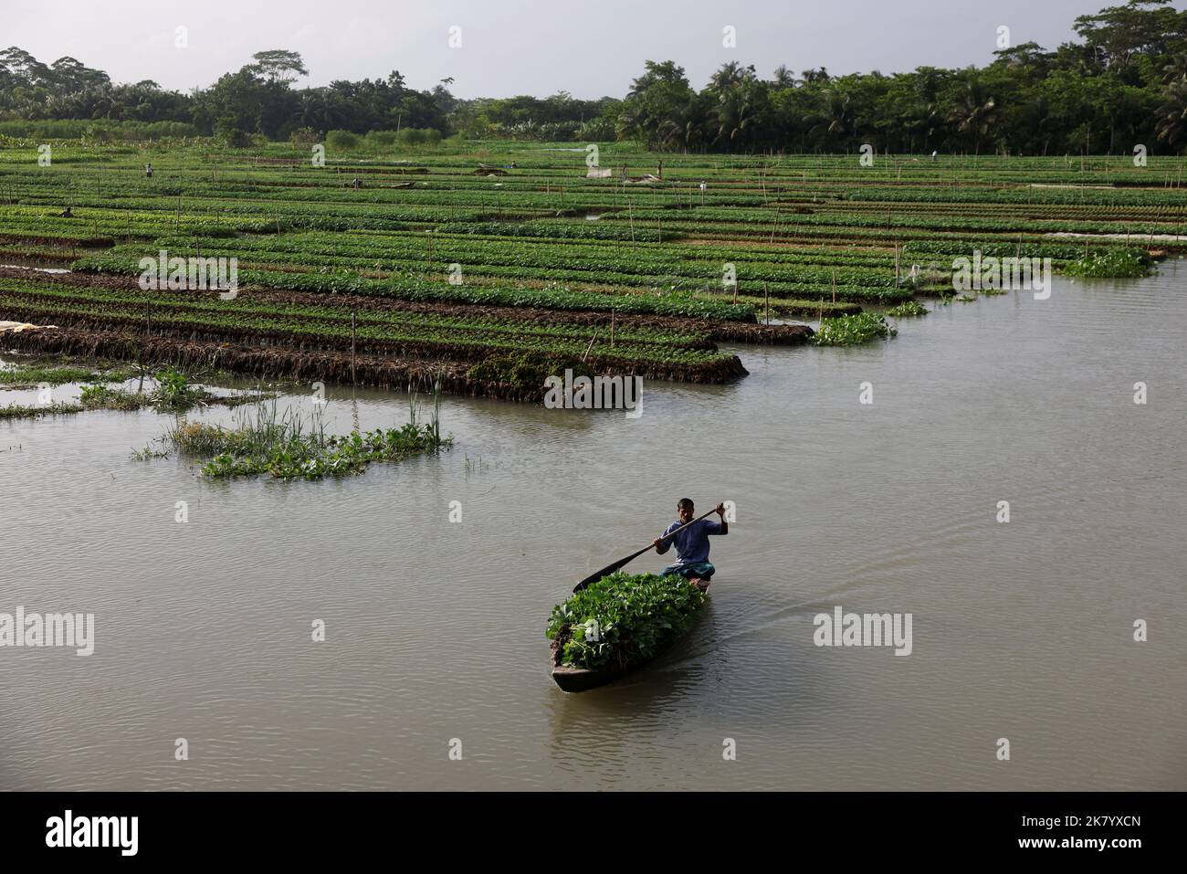 Floating farm in bangladesh hi-res stock photography and images - Alamy