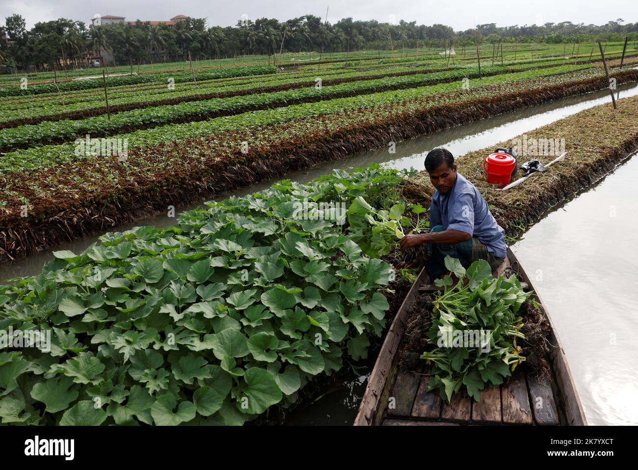 Floating farm in bangladesh hi-res stock photography and images - Alamy