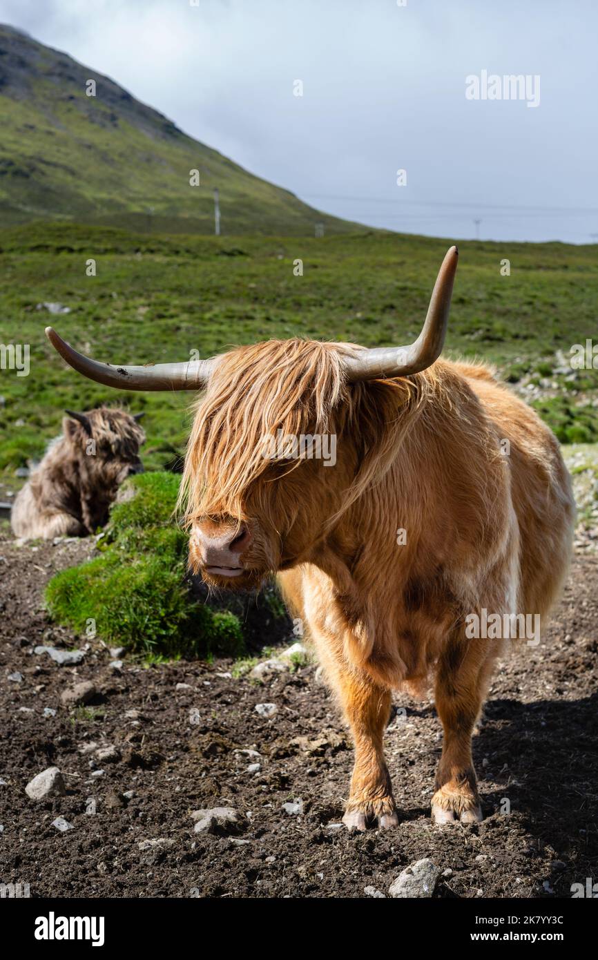 Highland cow on the Isle of Skye. Highland Cattle Stock Photo - Alamy