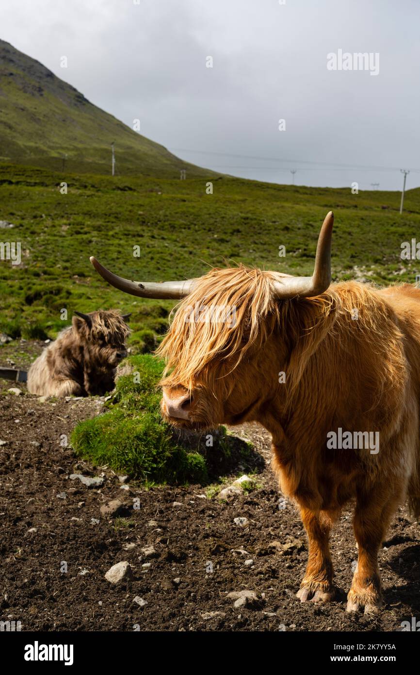 Highland cow on the Isle of Skye. Highland Cattle Stock Photo - Alamy