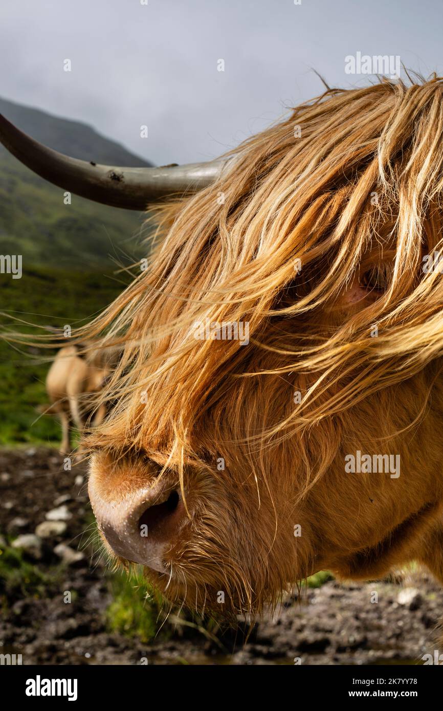 Highland cow on the Isle of Skye. Highland Cattle Stock Photo - Alamy