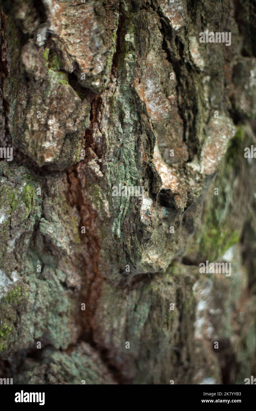 Tree bark macro. Shooting wood in detail. Natural background. Texture ...