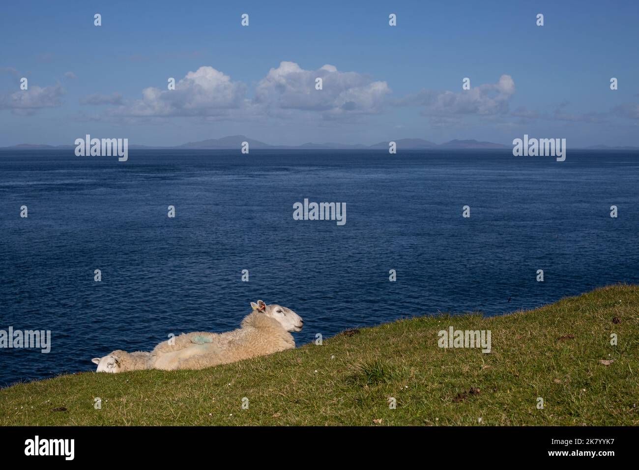 Sheep rest on the cliffs of Neist Point Lighthouse on the Isle of Skye ...