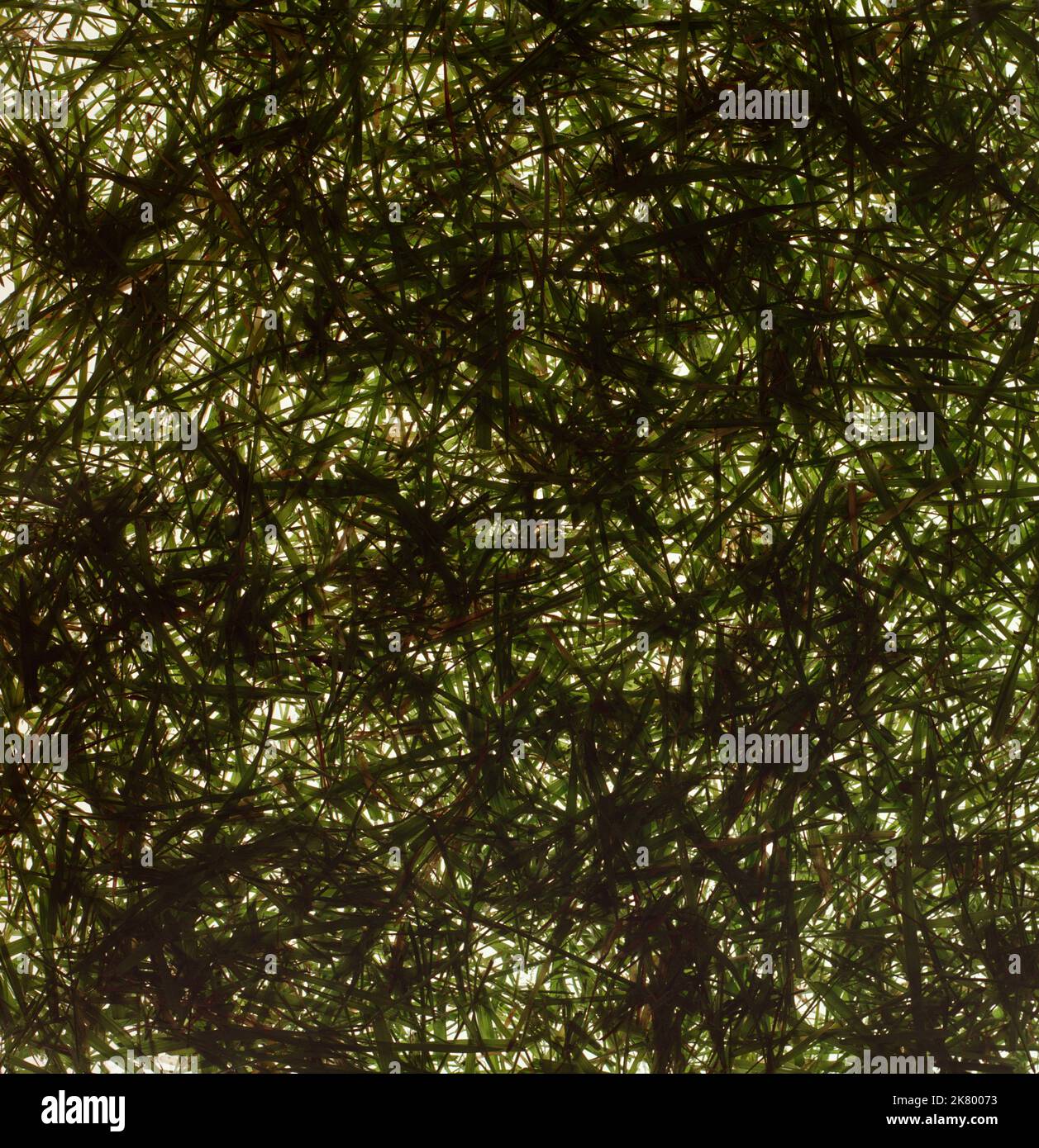 Freshly cut lawn grass on lightbox Stock Photo - Alamy