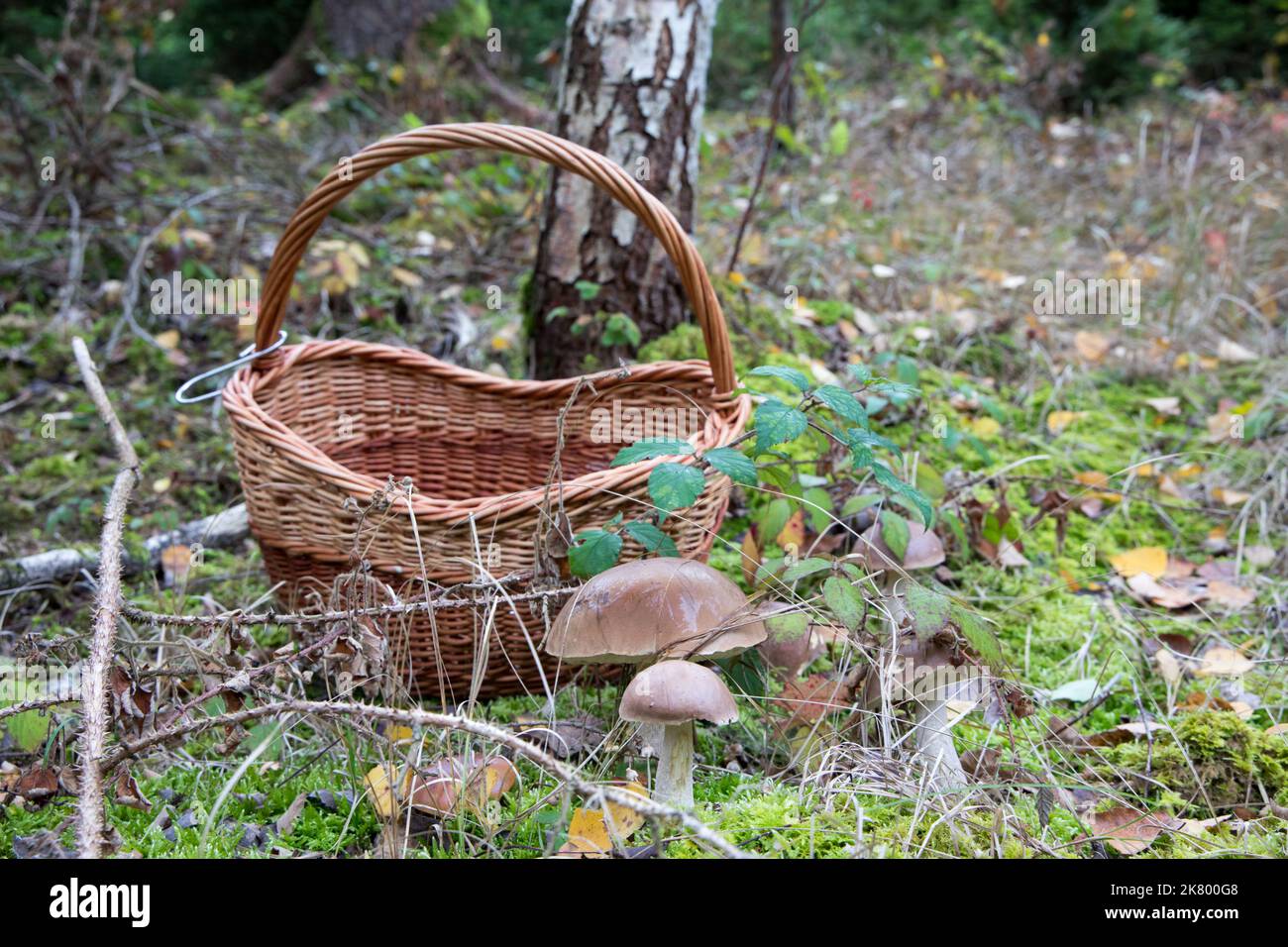 A basket with mushrooms and birch bolets unter the birch tree. High ...