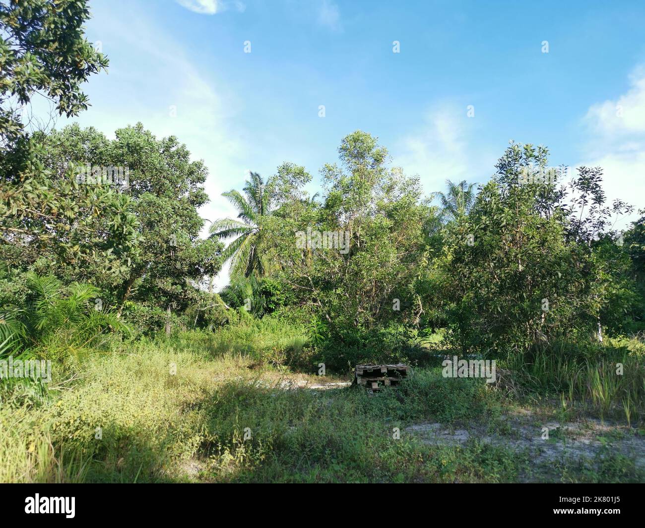 wild green vegetation at the uncultivated land Stock Photo - Alamy