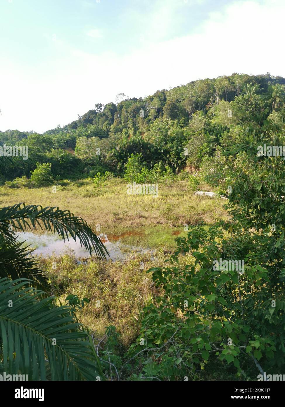 wild green vegetation at the uncultivated land Stock Photo - Alamy