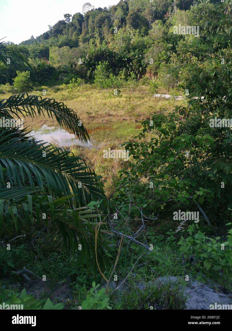 wild green vegetation at the uncultivated land Stock Photo - Alamy