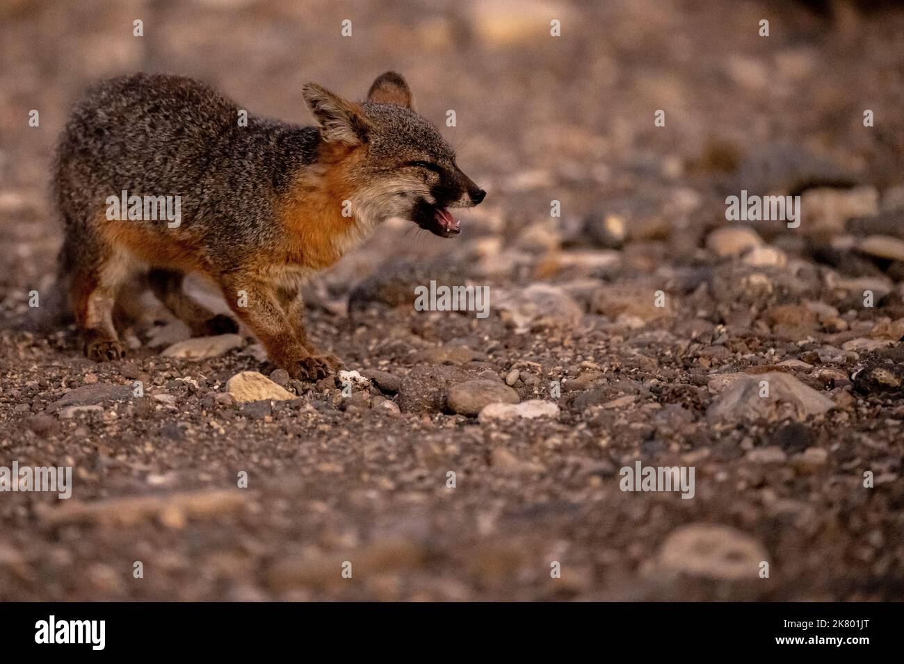 Channel Island Fox Chews On Scavenged Food on Santa Cruz Island Stock ...