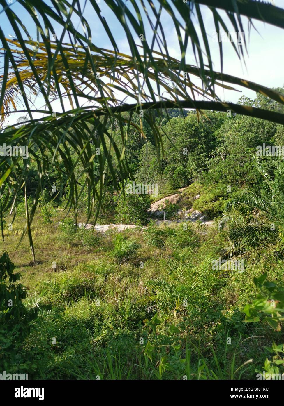 wild green vegetation at the uncultivated land Stock Photo - Alamy
