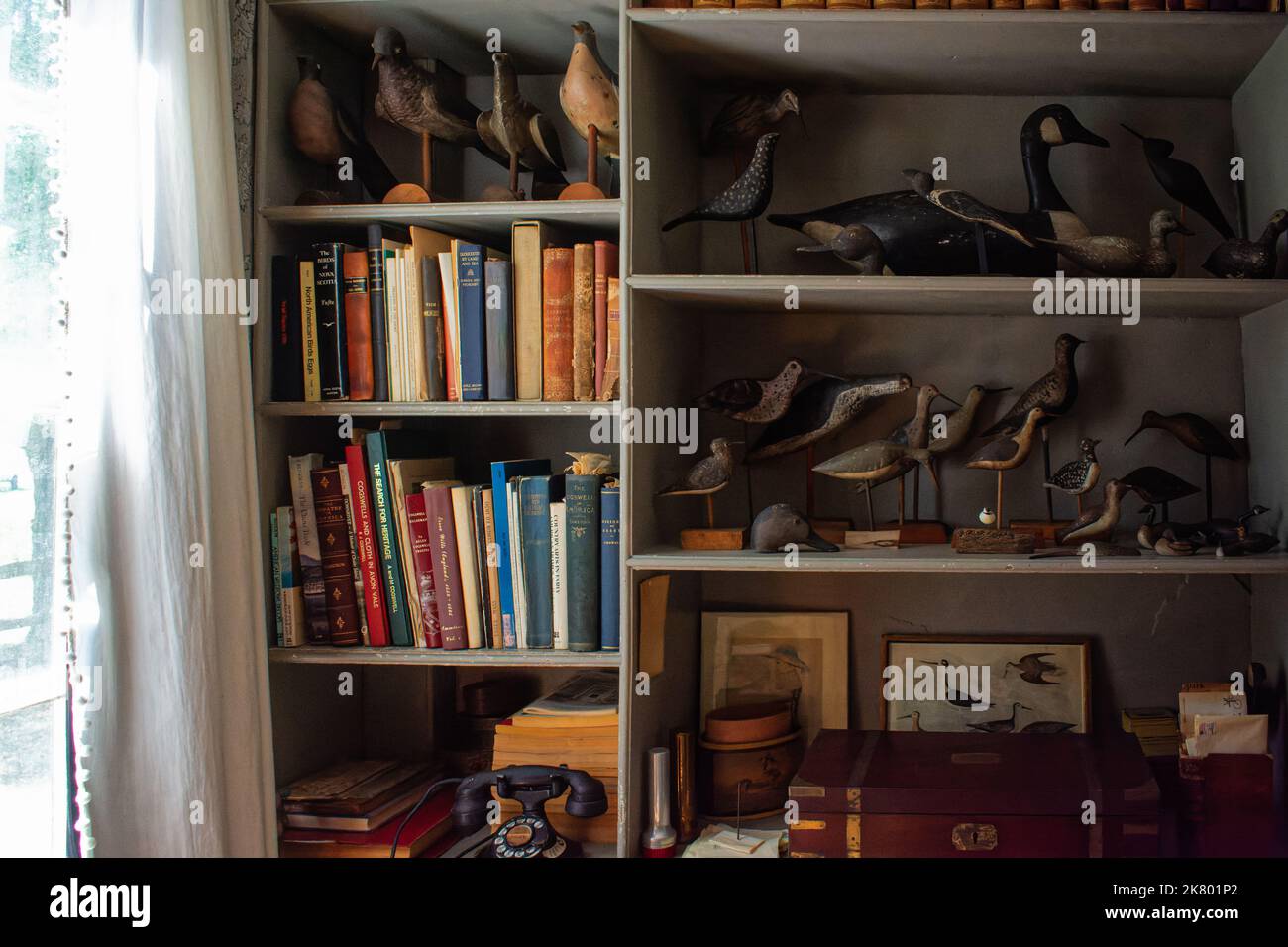 Wooden shelves lined with hardcover books and a wide variety of bird ...