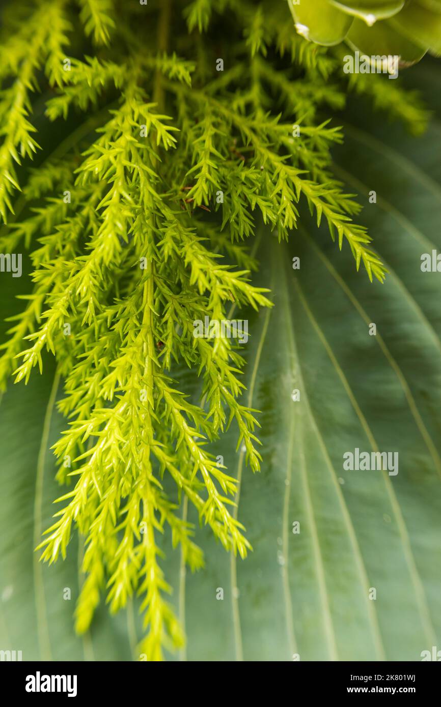 WA22418-00...WASHINGTON - Leaves of different size and configurations ...