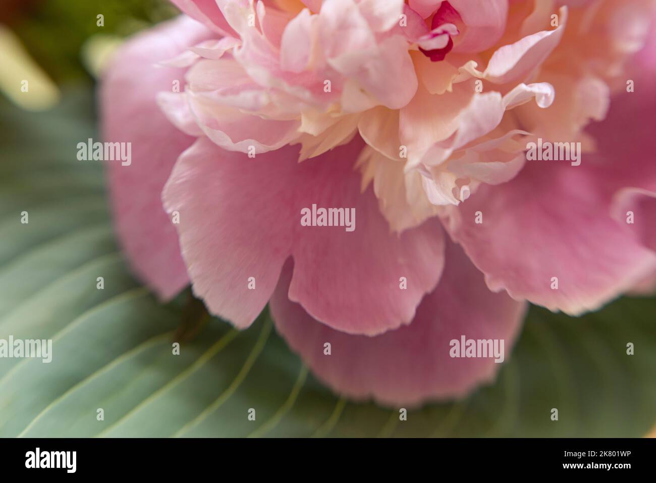 Temperate flower hi-res stock photography and images - Alamy