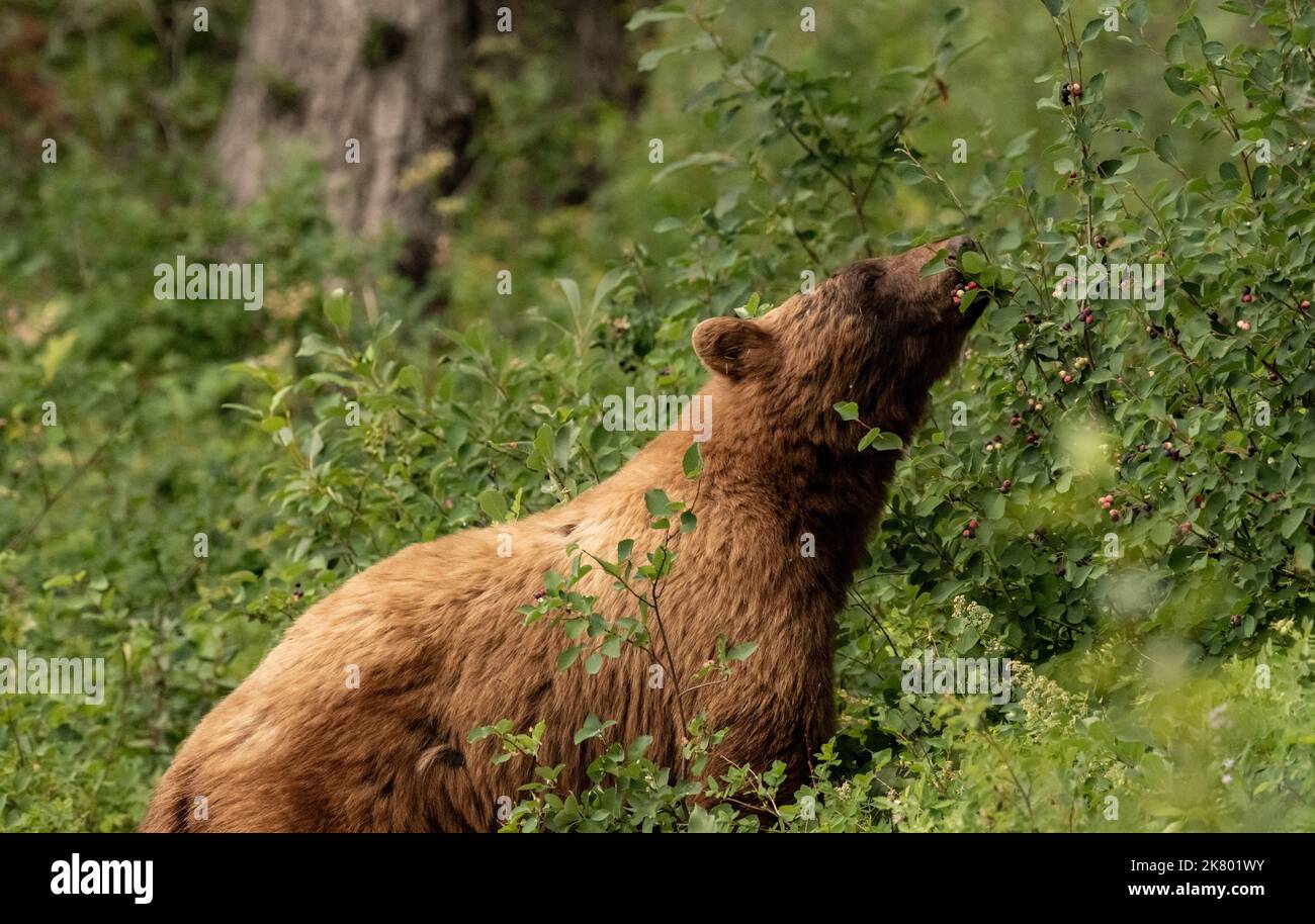 Huckleberry bush montana hi-res stock photography and images - Alamy