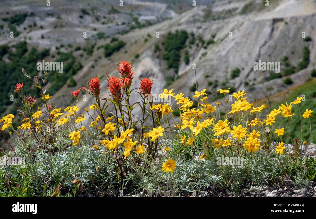WA22433-00...WASHINGTON - Colorful flowers along Trail 207 from Windy ...