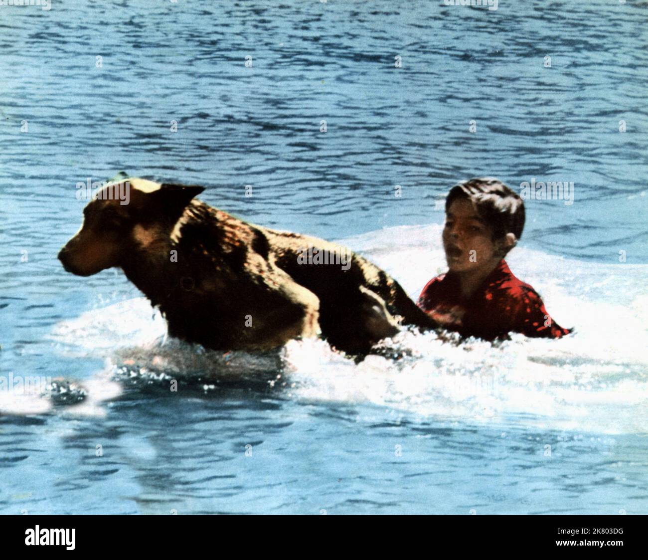 Tony Brown Film Wolf Dog (1957) Characters: Paul Hughes Director: Sam ...