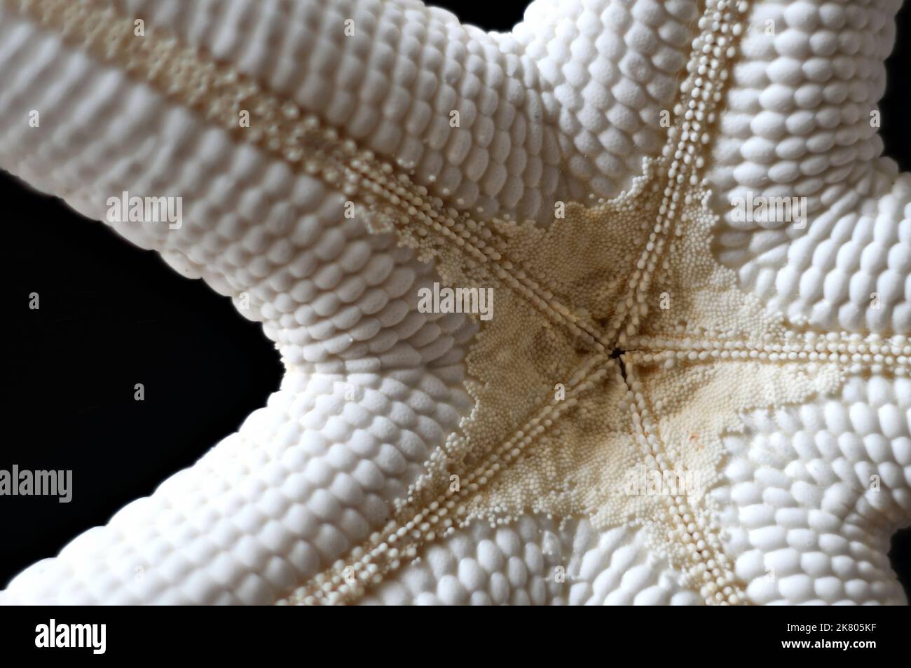Starfish close up hi-res stock photography and images - Alamy