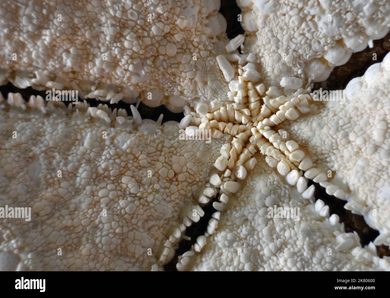 Bleached sea shells hi-res stock photography and images - Alamy