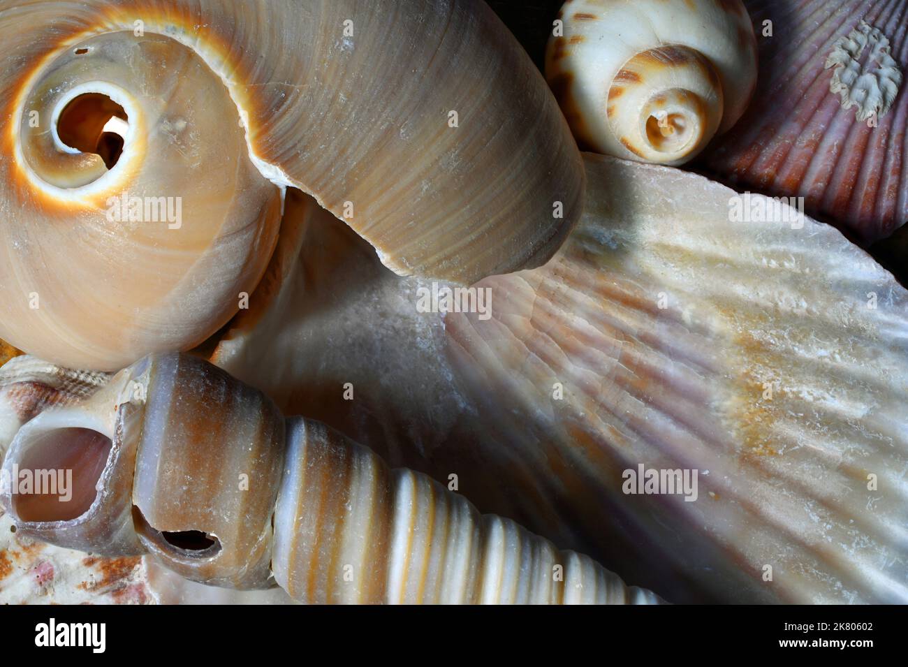 Sea shell vector hi-res stock photography and images - Alamy