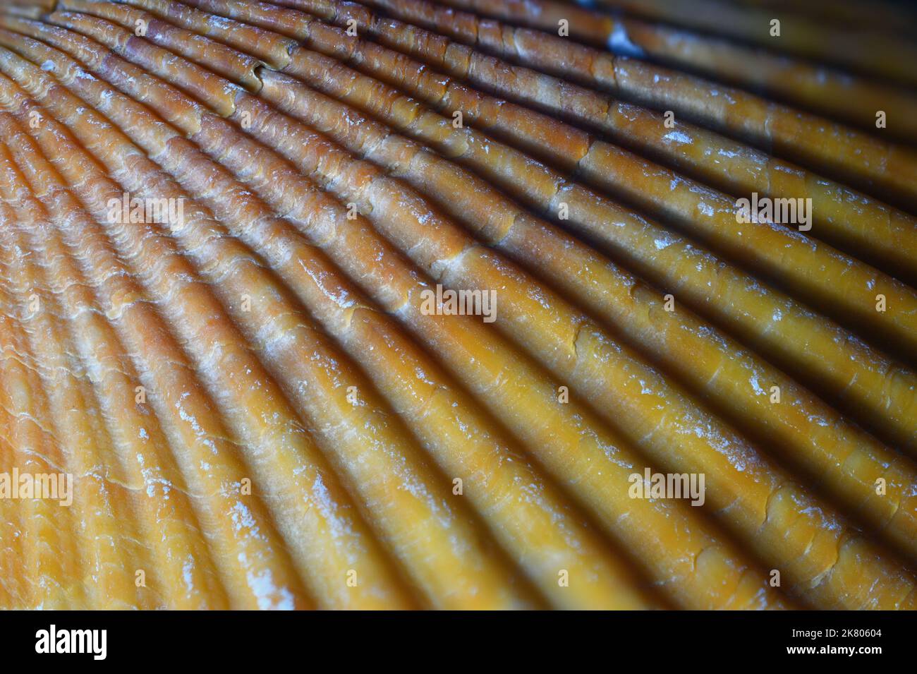 Orange Scallop sea shell from Florida Stock Photo - Alamy