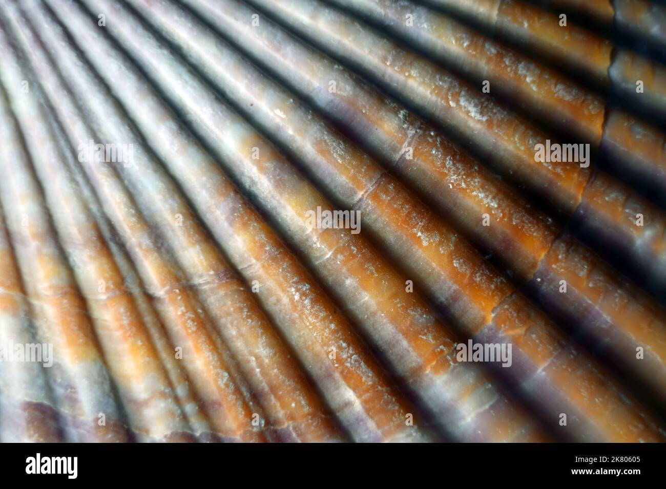 Orange Scallop sea shell from Florida Stock Photo - Alamy