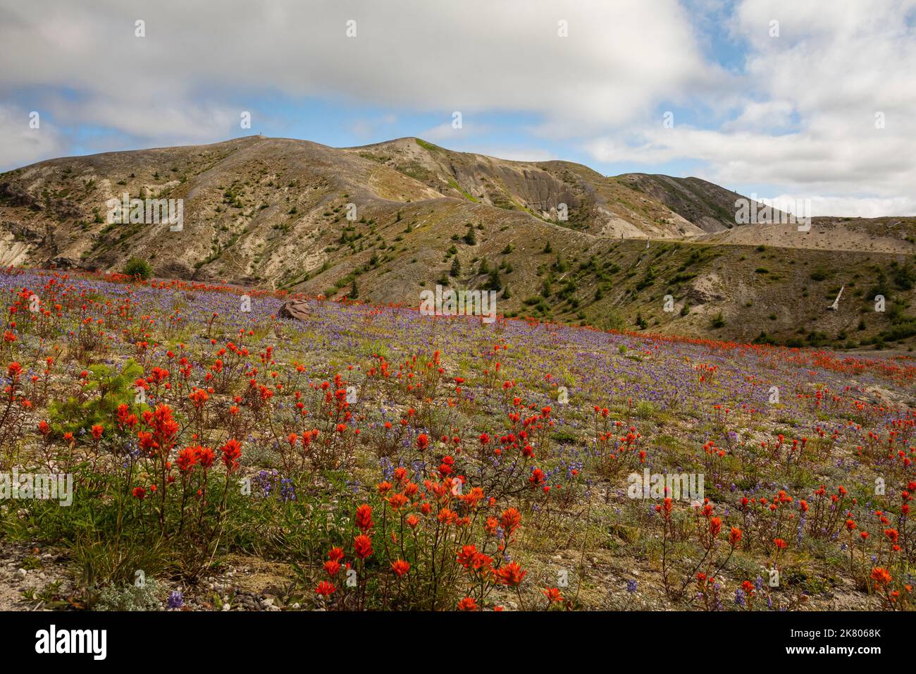 WA22452-00...WASHINGTON - Paintbrush and lupine blooming on the Pumice ...