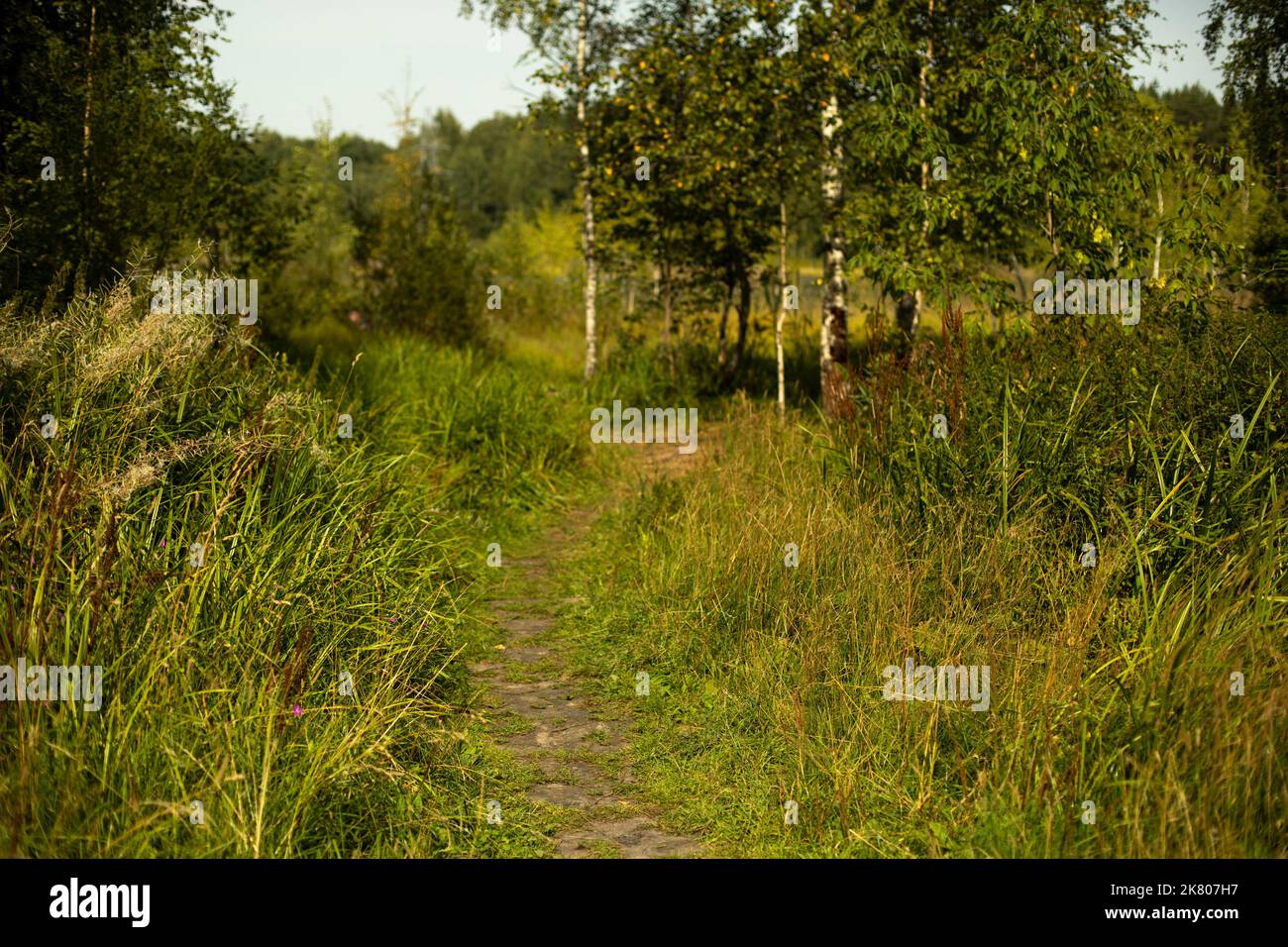 Swamp in forest. Forest in summer. Wildlife. Central strip of Russia ...