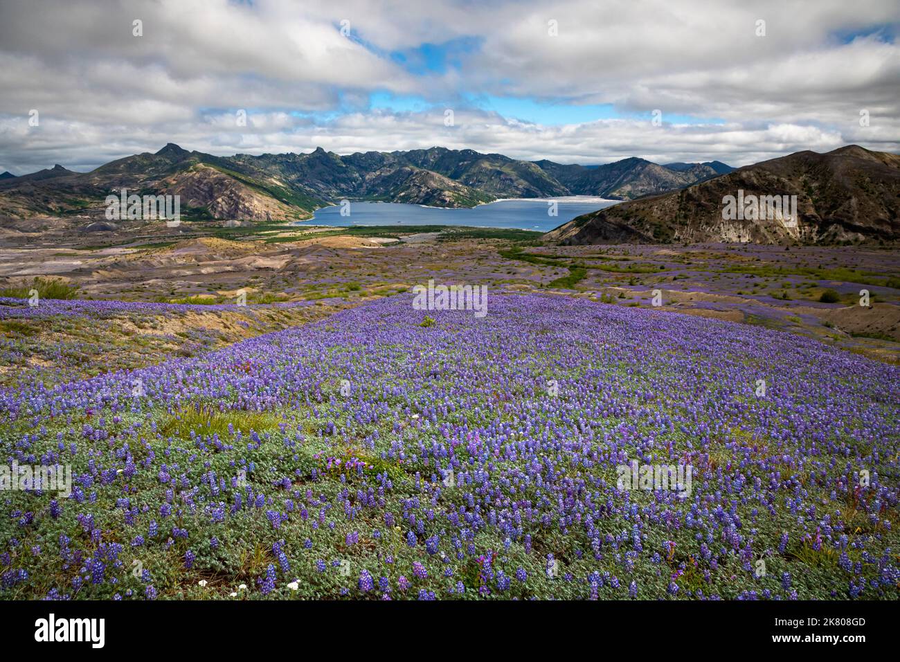 WA22455-00... WASHINGTON - Miniature lupine blooming vast mats in the ...