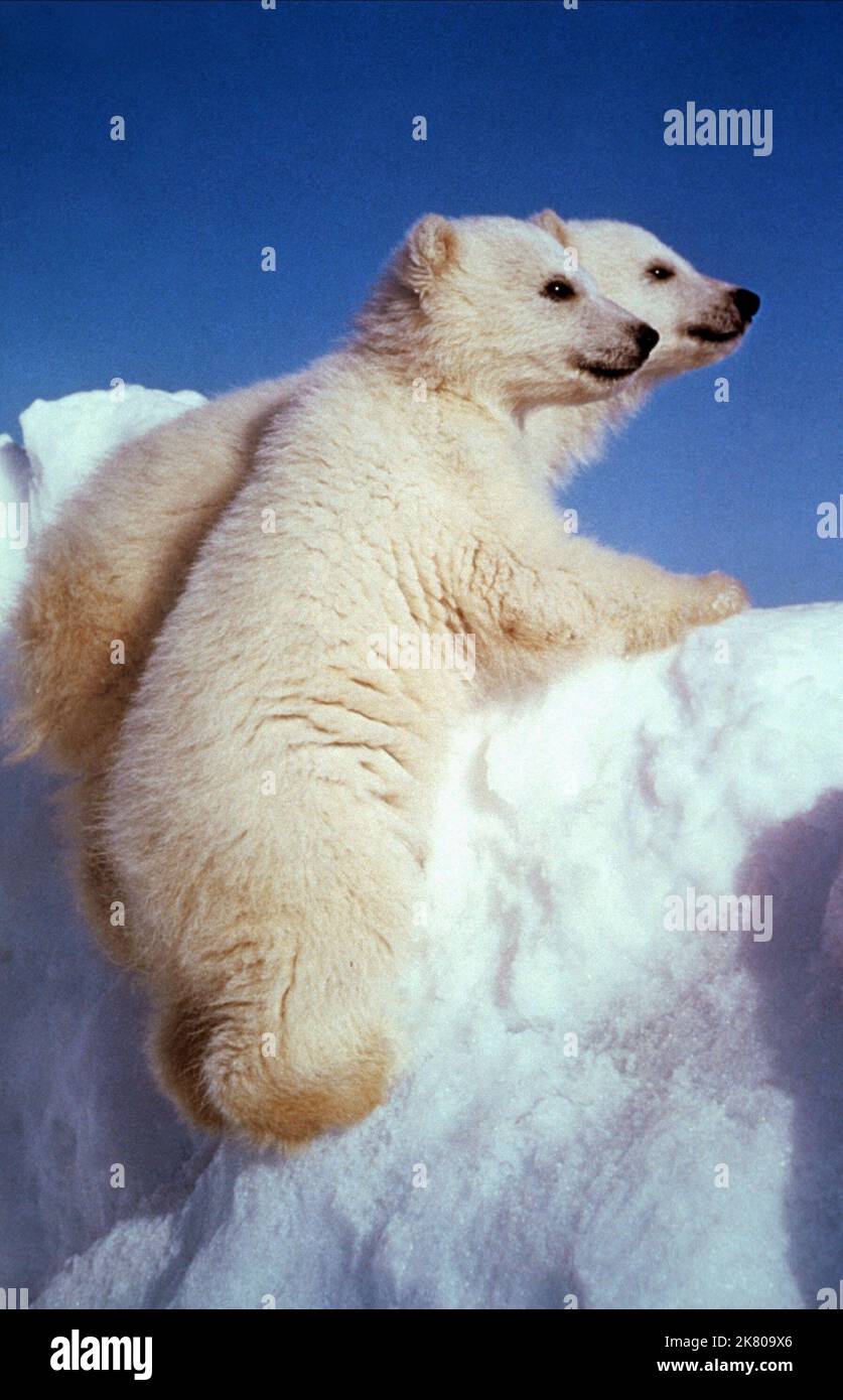 Young Polar Bears Film White Wilderness (1958) 12 August 1958 **WARNING ...