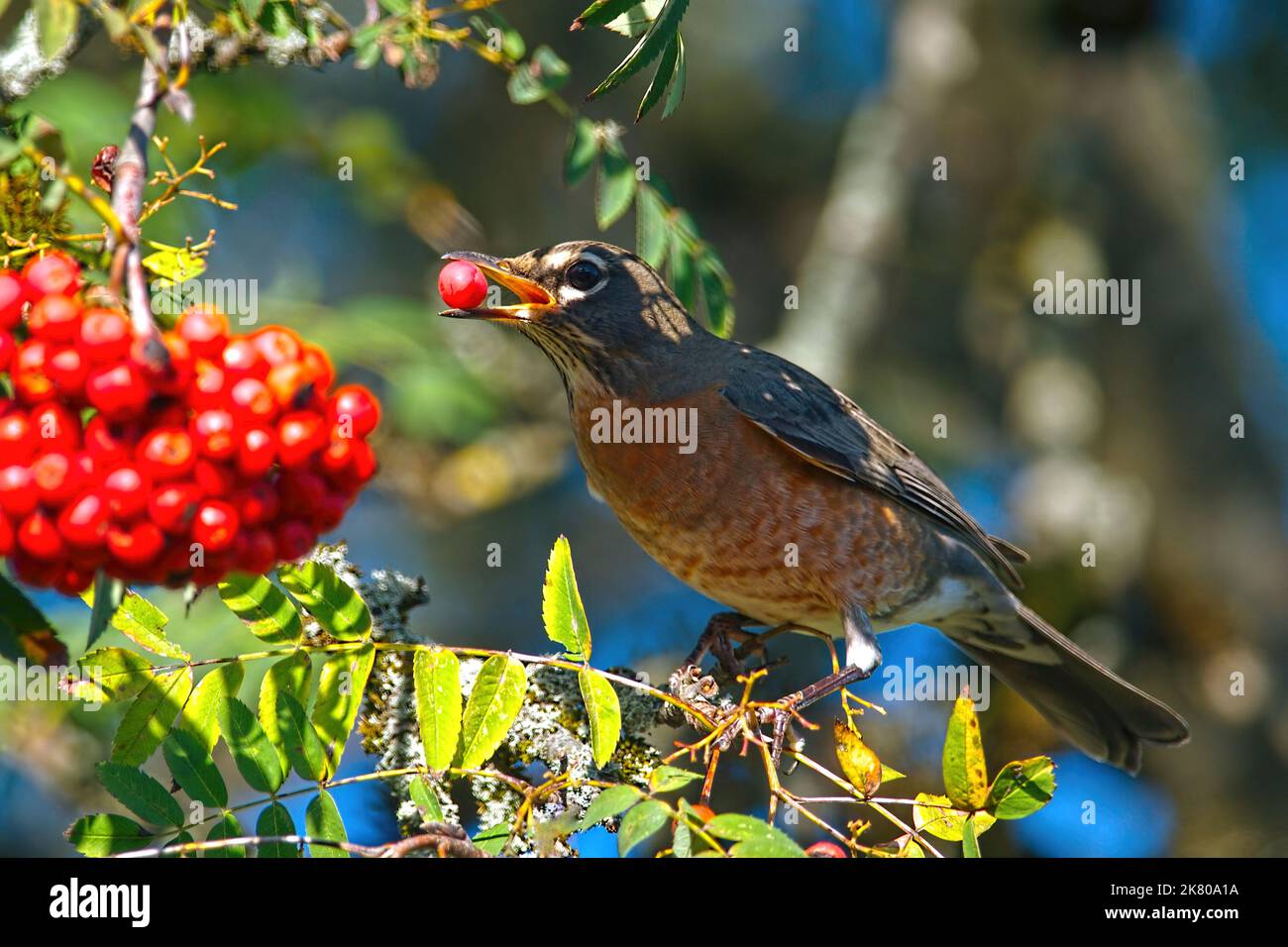 American Robin (Turdus migratorius) with a Mountain Ash (Sorbus decora ...