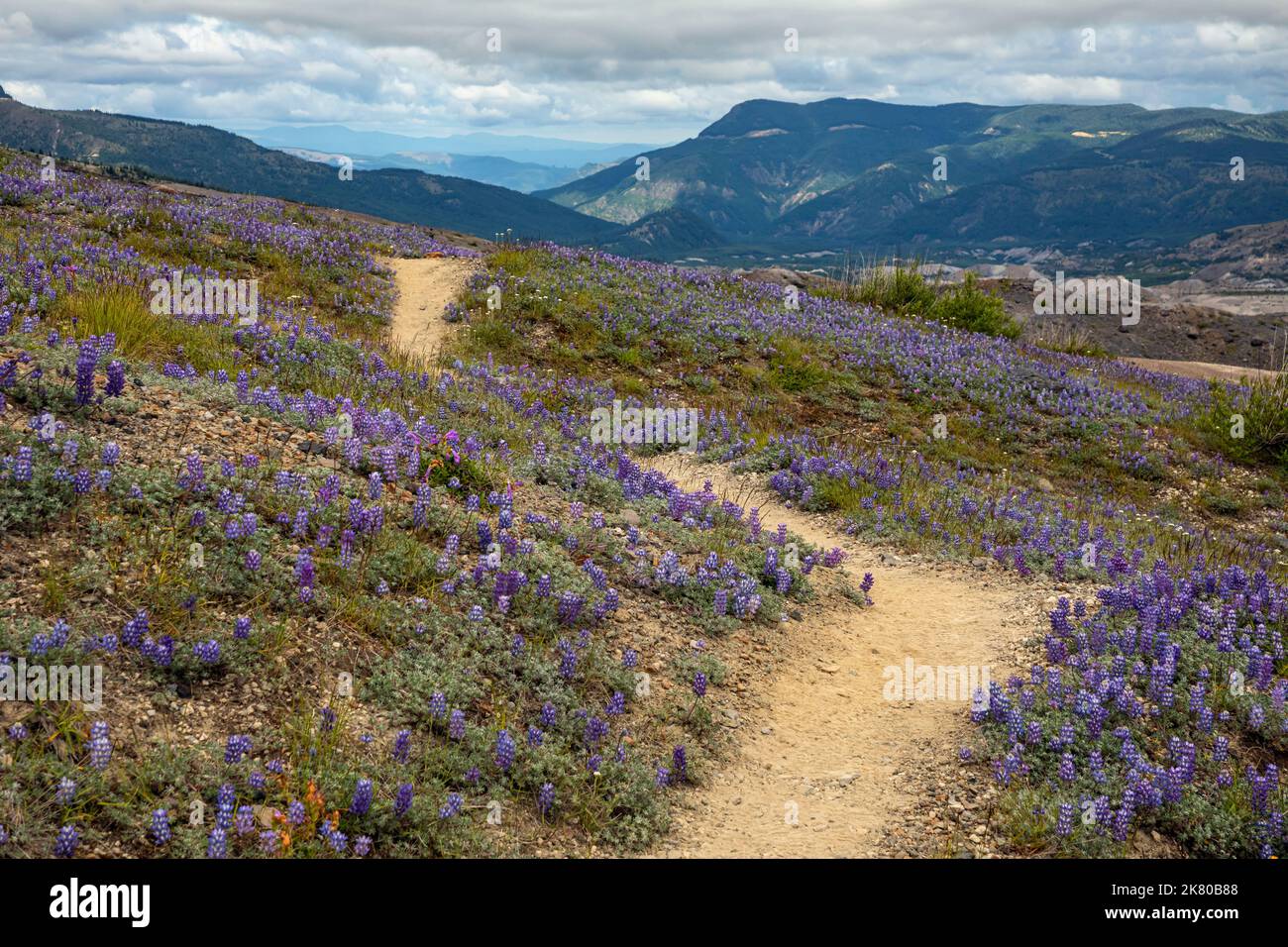 WA22460-00...WASHINGTON - The Loowit Trail winding across the Blast ...
