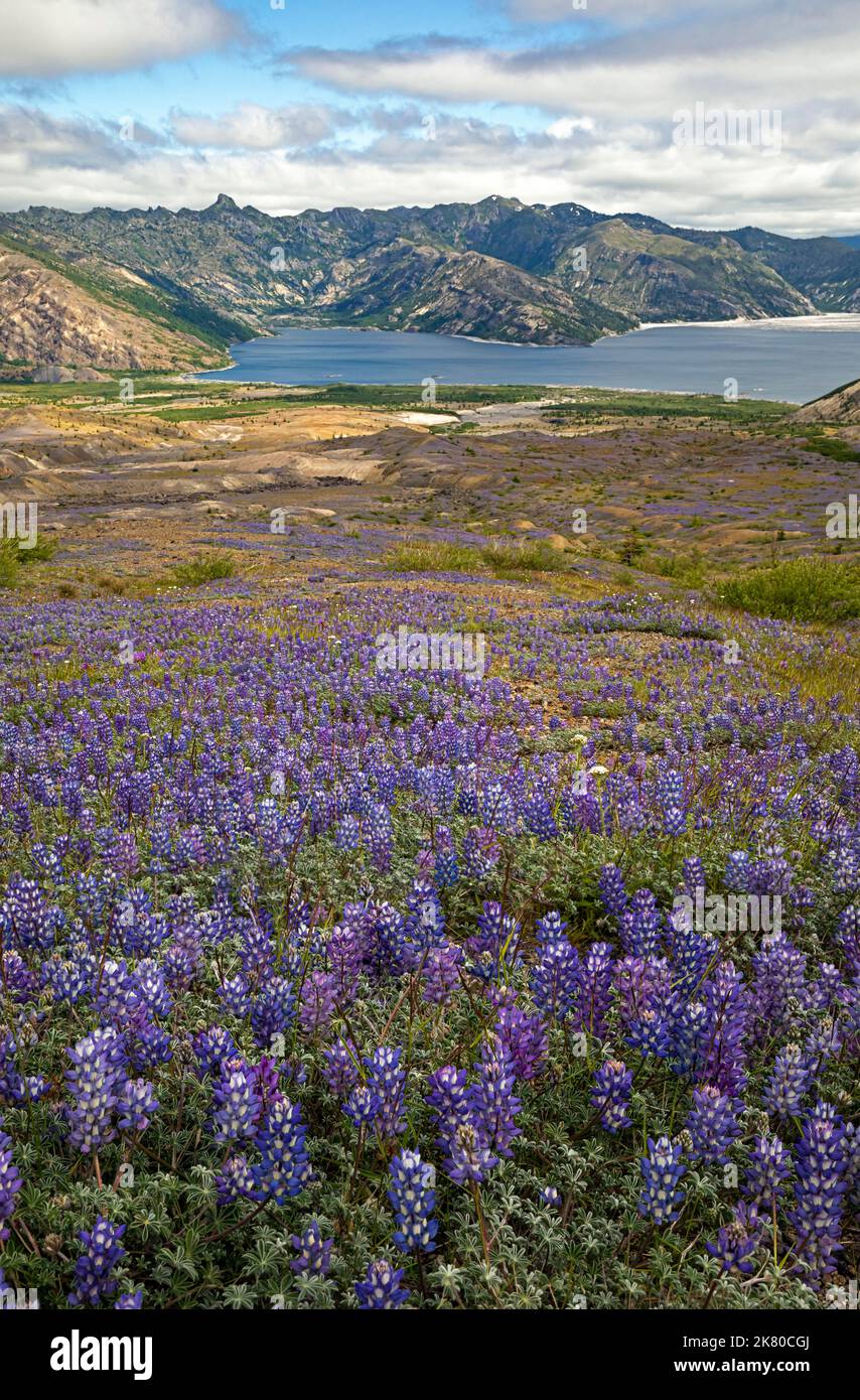 WA22462-00...WASHINGTON - Lupine covered meadow in the Blast Zone ...